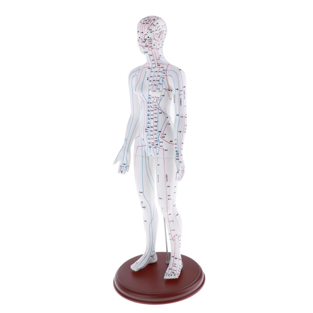 ACS Meridian Model Human Acupuncture Point Statue Female size - 50 CM ...