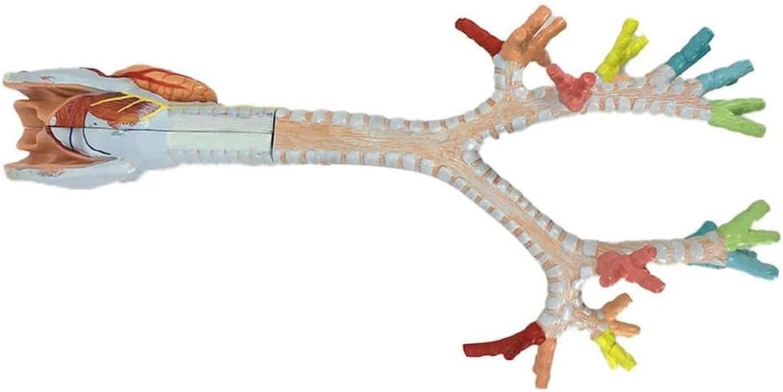 Modèle D'arbre Bronchique LBYLYH Modèle De Segment Pulmonaire