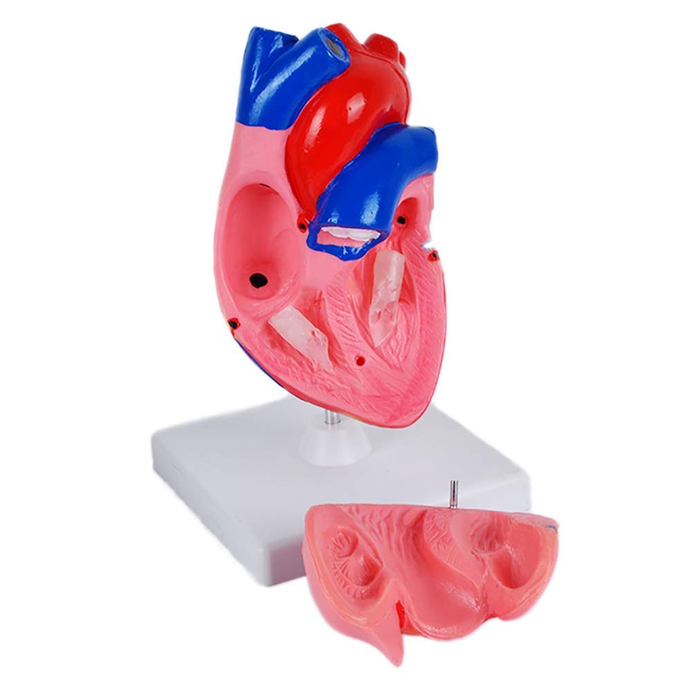 Buy WJER Human Heart Anatomical Model,With plastic base,Anatomically ...