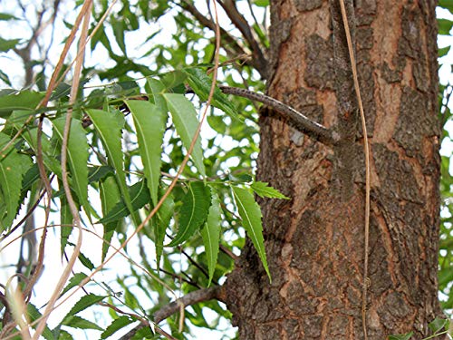 Neem Herb Plant 28 stems : Amazon.in: Garden & Outdoors