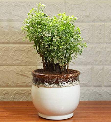 Plants Point Dwarf Rare Live Plant ' Ball Aralia, Aralia Bush ' Green ...