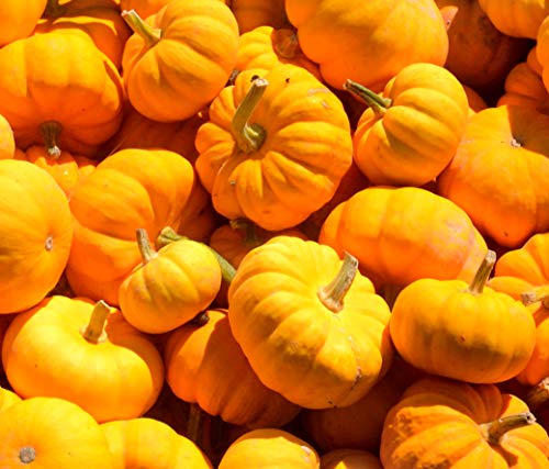 10 Small Pumpkin Varieties For Small Gardens - Urban Garden Gal