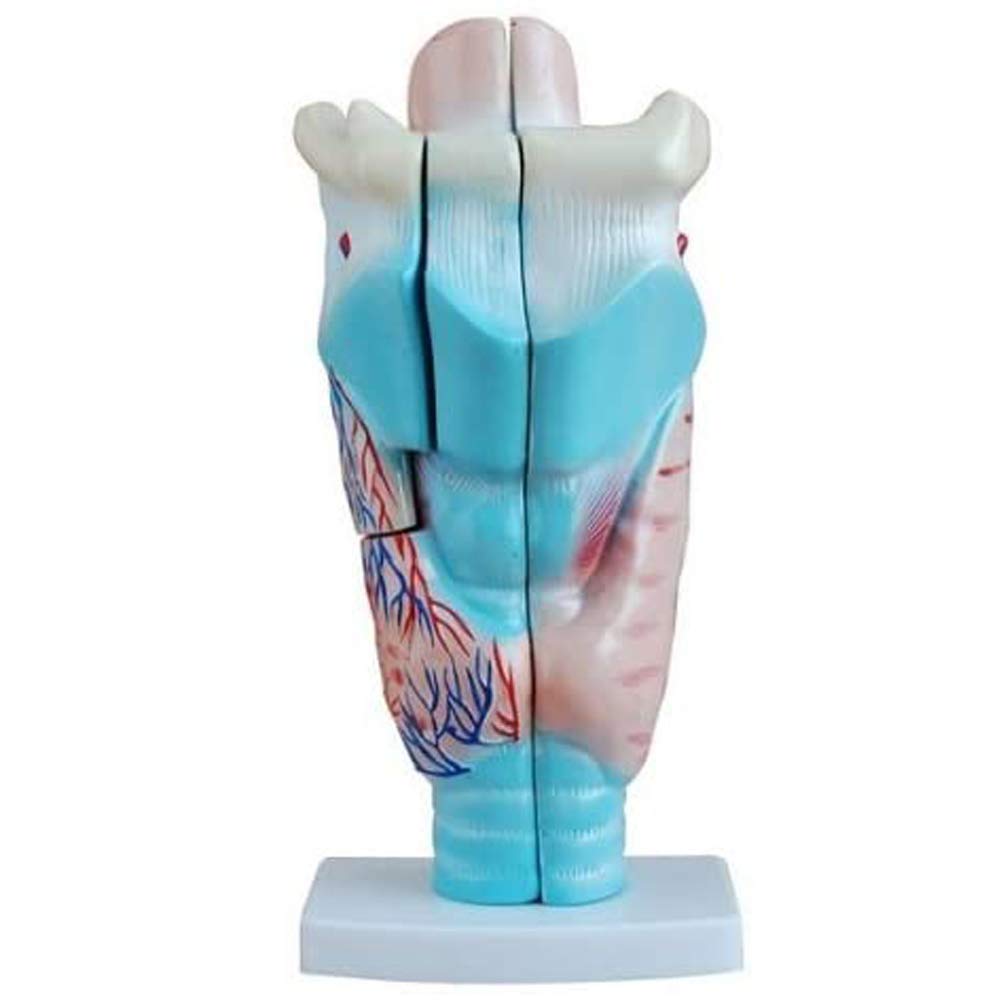 Buy 1: 1 Professional Magnified Human Larynx Joint Medical Simulation ...