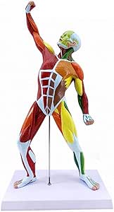 Amazon.co.jp: 50Cm Human Sports Muscle Model Full Body Muscle Model ...