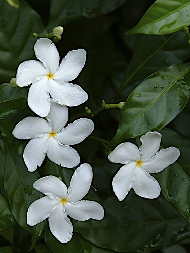 Indian Tagar Mini Variegated Plant : Amazon.in: Garden & Outdoors