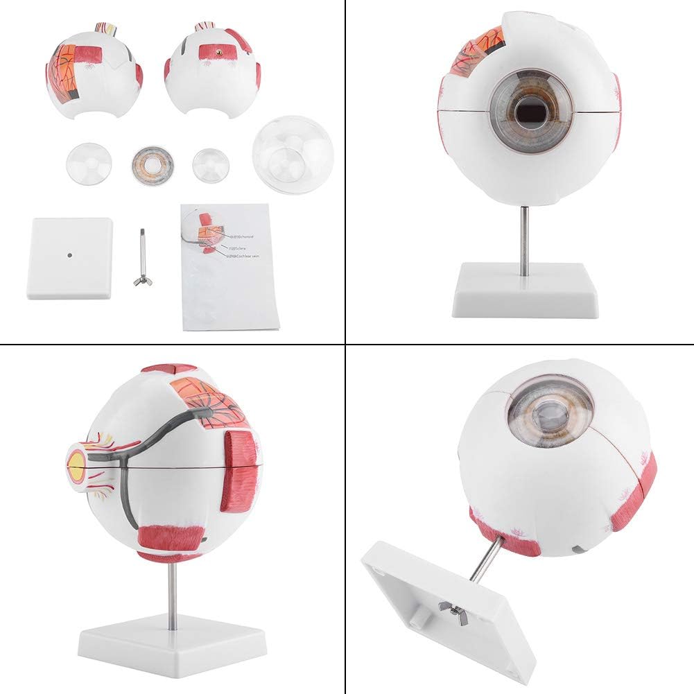 ASHATA Human Eye Anatomical Model,Magnification 6X Enlarged Human Eye ...