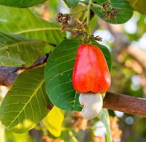 SANJU Kaju Badam Plant, Cashew Plant, Air Layering Grafted Healthy Live ...