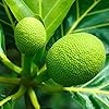 Amazon.com : Breadfruit Tree - Live Big Fruit Tree 12"-24" Tropical ...