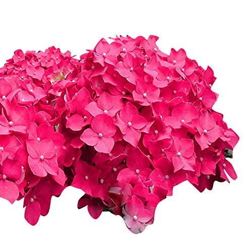 Futaba Dwarf Pink Hydrangea Seeds - 50 Pcs : Amazon.in: Garden & Outdoors