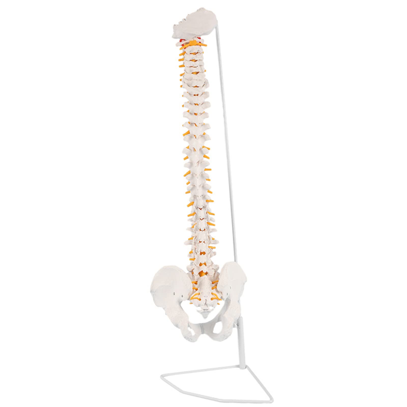 Buy Human Spine Model, 34" Life Size Spinal Cord Model with Vertebrae ...