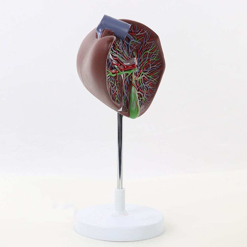 Buy Liver Anatomical Model, 1.5 Magnification, Shows The Lobes of The ...