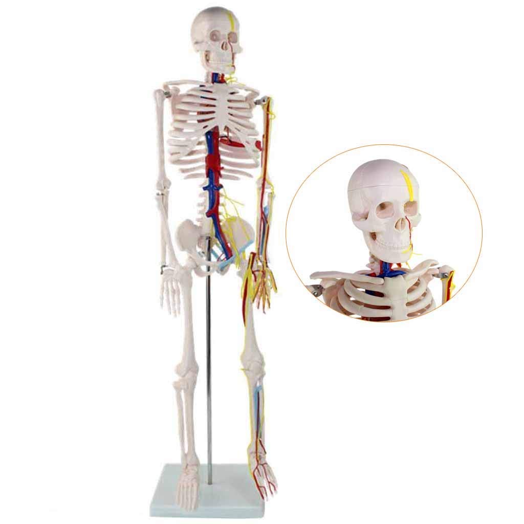 Buy Study Model Anatomical Skeleton Model 85Cm Skeleton With Nerves And ...