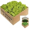 GJS Islandmoos Muschio da 1 kg / 500 g / 200 g, diversi colori, vero ...
