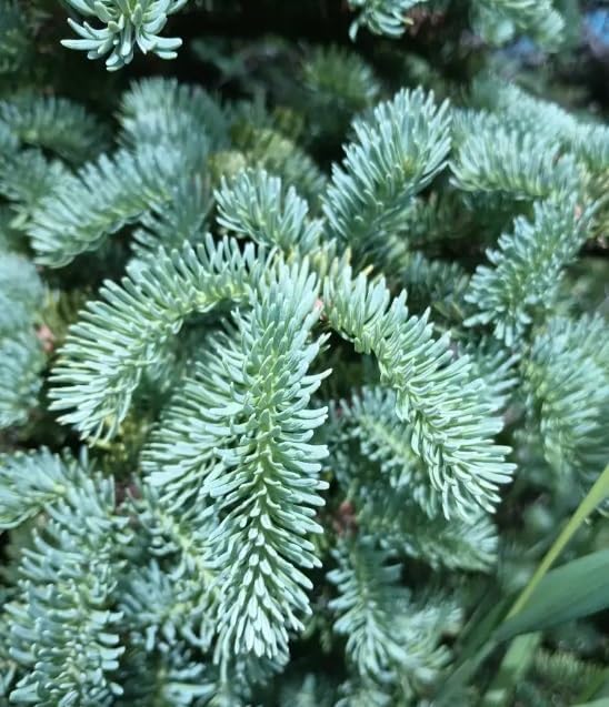 Amazon.com : 50 Blue Balsam Fir Tree Seeds for Planting : Patio, Lawn ...