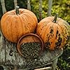 Amazon.com : Kakai Hulless Oilseed Pumpkin - 25 Seeds - Austrian Pumpkin Variety, Styrian ...