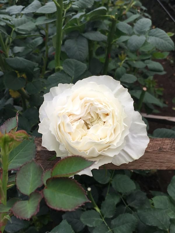 Cloud Farm White Rose Hybrid Grafted Live Plant CF0330752 : Amazon.in ...