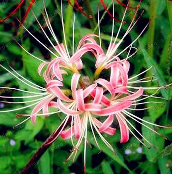 Powder Lycoris Seeds Lycorisnatural Growth Seeds Diy Home Garden- Seeds ...