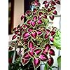 Amazon.com : Breoudo 1000+ Rare Mixed Coleus Seeds for Planting ...