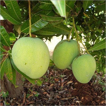 MITU Outdoor Living Himsagar Mango, Aam Hybrid (Grafted) Plant, Very ...
