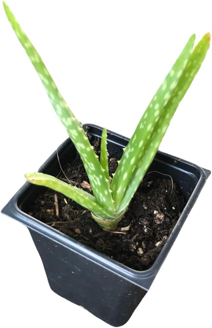 Amazon.com : Live Aloe Plant (Aloe barbadensis Miller, Aloe Vera) in 2. ...