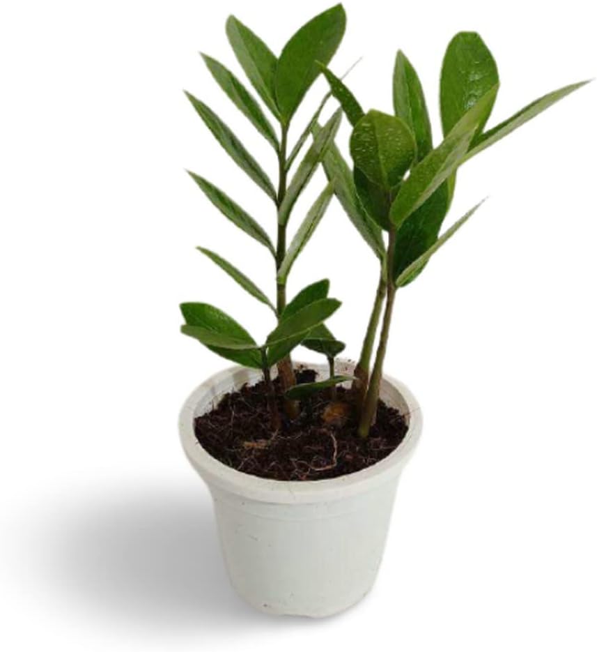 CAPPL Zamia ZZ Indoor Air Purifying Plant with Plastic Pot (Zamioculcas ...