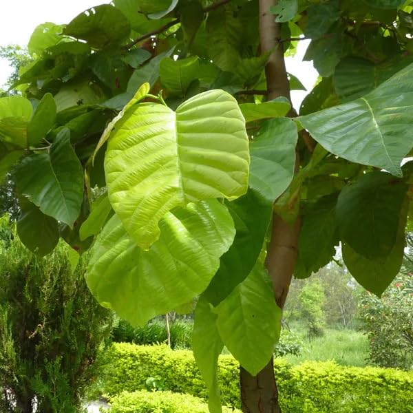 GoGreen Sal Tree, Plant Shorea robusta - Plant Garden Live Plant ...