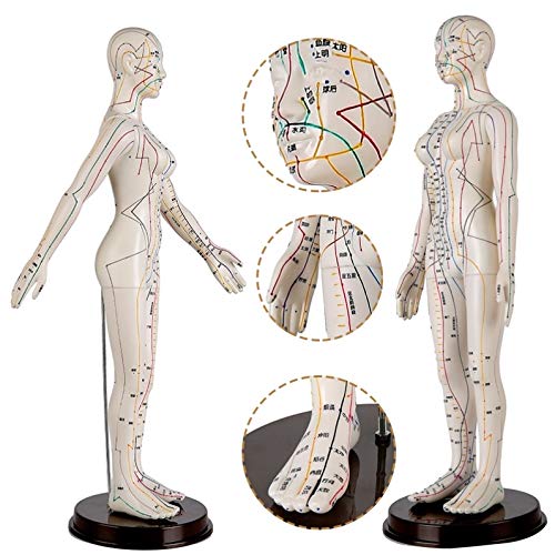 Jjff Male Human Acupuncture Model For Medical 50cm | Desertcart Sri Lanka