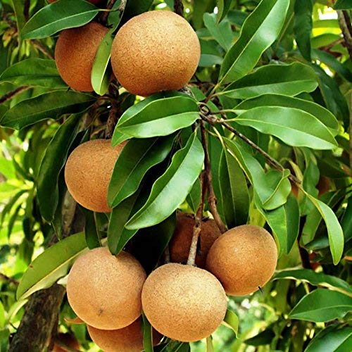 Creative Farmer Live Exotic Fruit Plant Sapota Chiku (Sapodilla ...