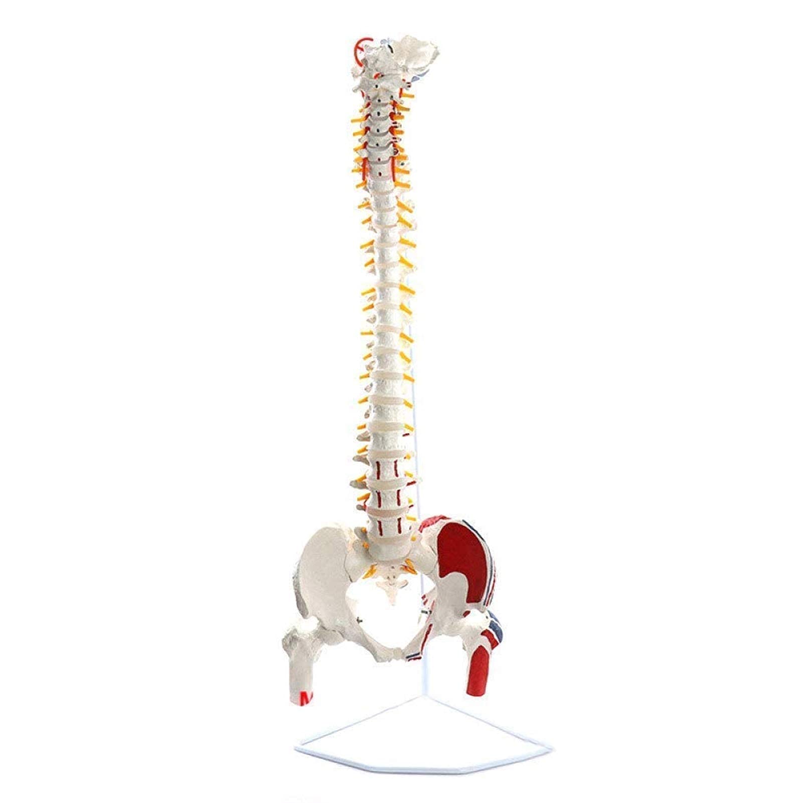 Buy Study Model 83CM Flexible Spinal Model - PVC Spinal Cord Model ...