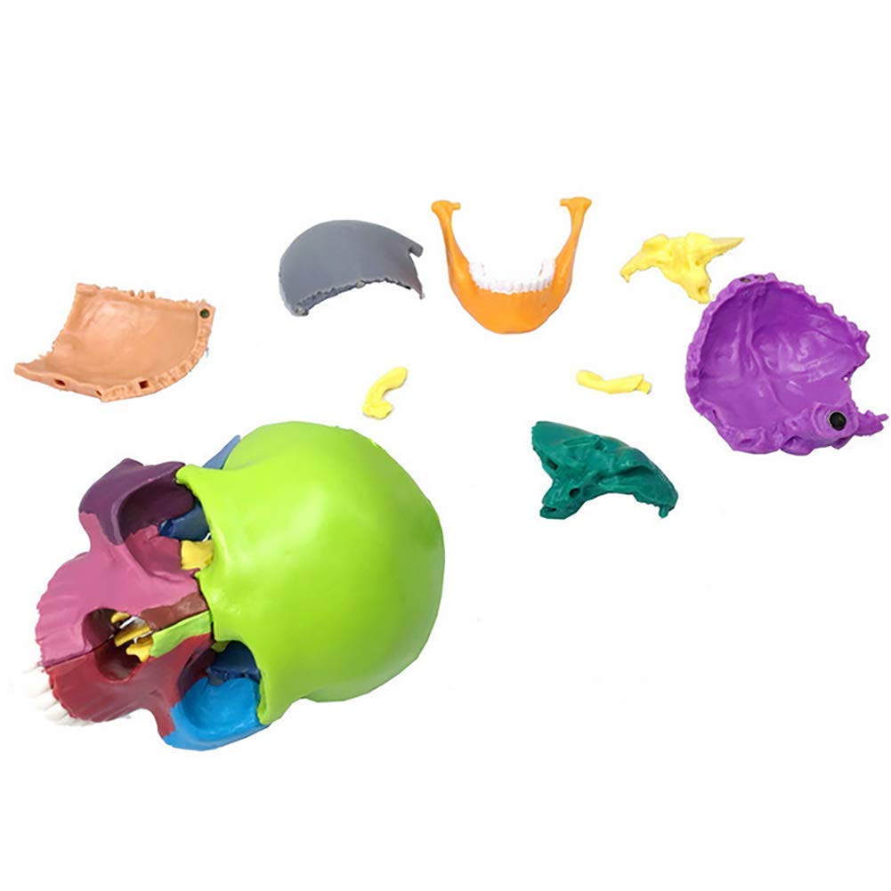 Buy 1/2 Life Size Anatomy Skull Model Didactic Human Skull Model – Half ...