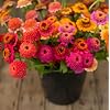Amazon.com : 50+ Annual Zinnia Zinderella Red for Planting Outdoor ...