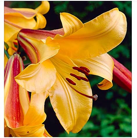 Amazon.com : 1 Golden Splender Trumpet Lily Bulb - Bareroot Grows 4-5 ...
