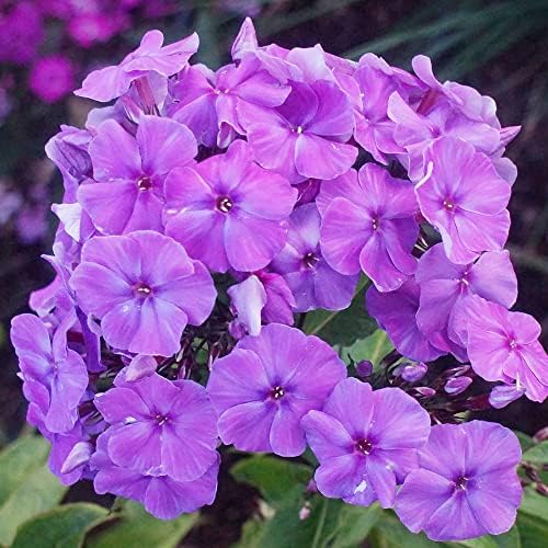 Amazon.com : Garden Phlox Seeds Phlox Paniculata Popular Perennial ...