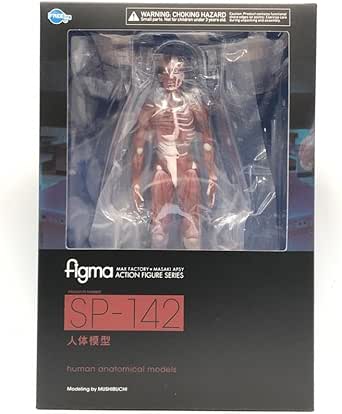 Amazon.co.jp: FREEing figma 240097160810 Human Body Model : Toys & Games