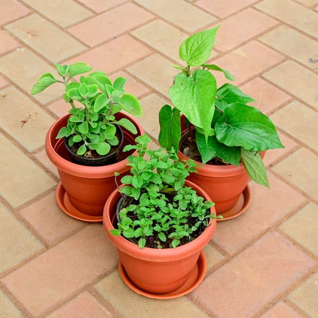 Set of 3 - Mint/Pudina, Ajwain/Carom Seed & Paan/Betel Leaf in 8 Inch ...