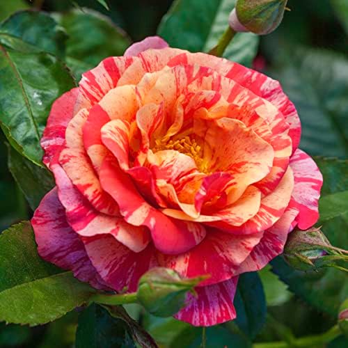 Amazon.com : BRECK'S - Peace Dormant Bare Root Hybrid Tea Rose ...