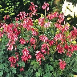 Amazon.com: Pink Dwarf Bleeding Heart : Patio, Lawn & Garden