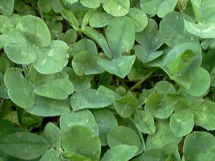 Amazon.com : Micro Clover Ground Clover Seeds (20 lbs.) : Patio, Lawn ...