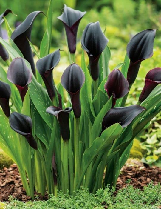 Zantedeschia Calla Lily Flower Bulbs Importef Rare Variety for All ...