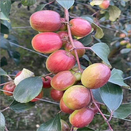 Green Horizon® MISS INDIA BHARAT SUNDARI APPLE BER, ZIZIPHUS MAURITIANA ...
