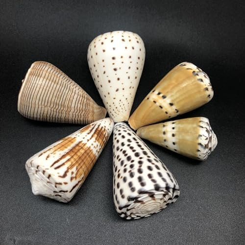 Amazon.com - PEPPERLONELY Brown Chulla Strombus Conch Sea Shells, 8 OZ ...