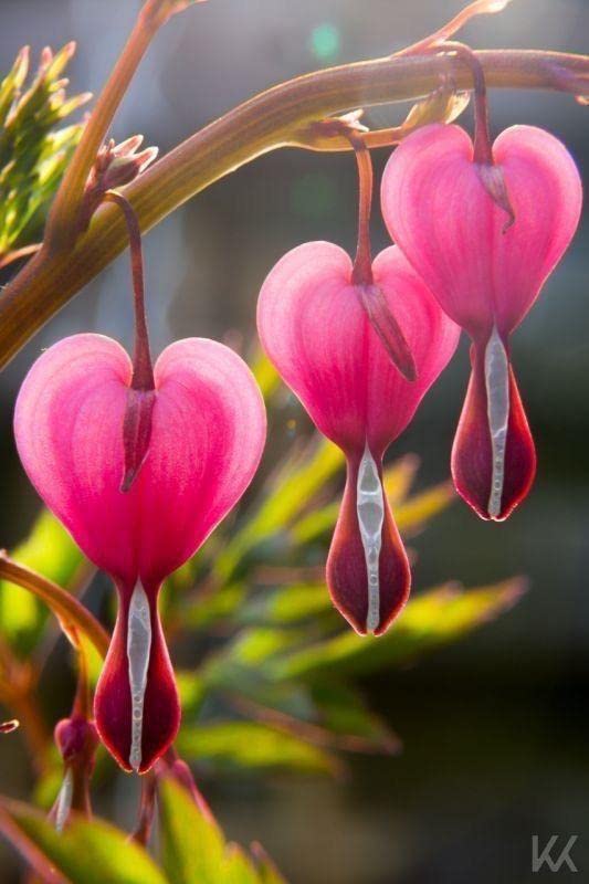 Ritz Farming® Bleeding heart flower seeds | Bleeding heart pink maroon ...
