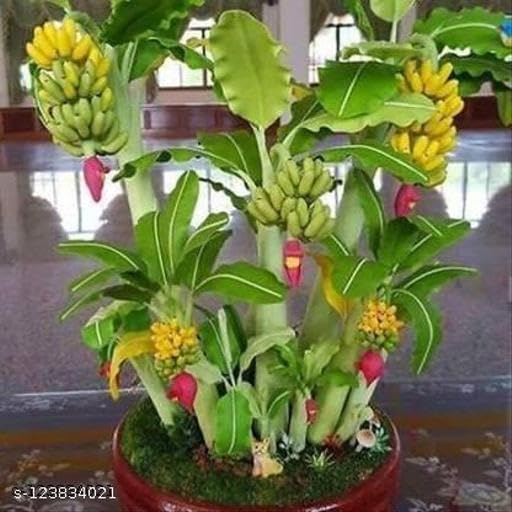 Kisan Nursery Banana Plant/Live Kela Plant[SN-200] : Amazon.in: Garden ...