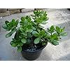 Money plants / money tree Convoluta, 1 piece. : Amazon.co.uk: Garden