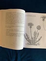 Amazon.com: Herbalism Coloring Book: 30 Medicinal Herbs to Color ...