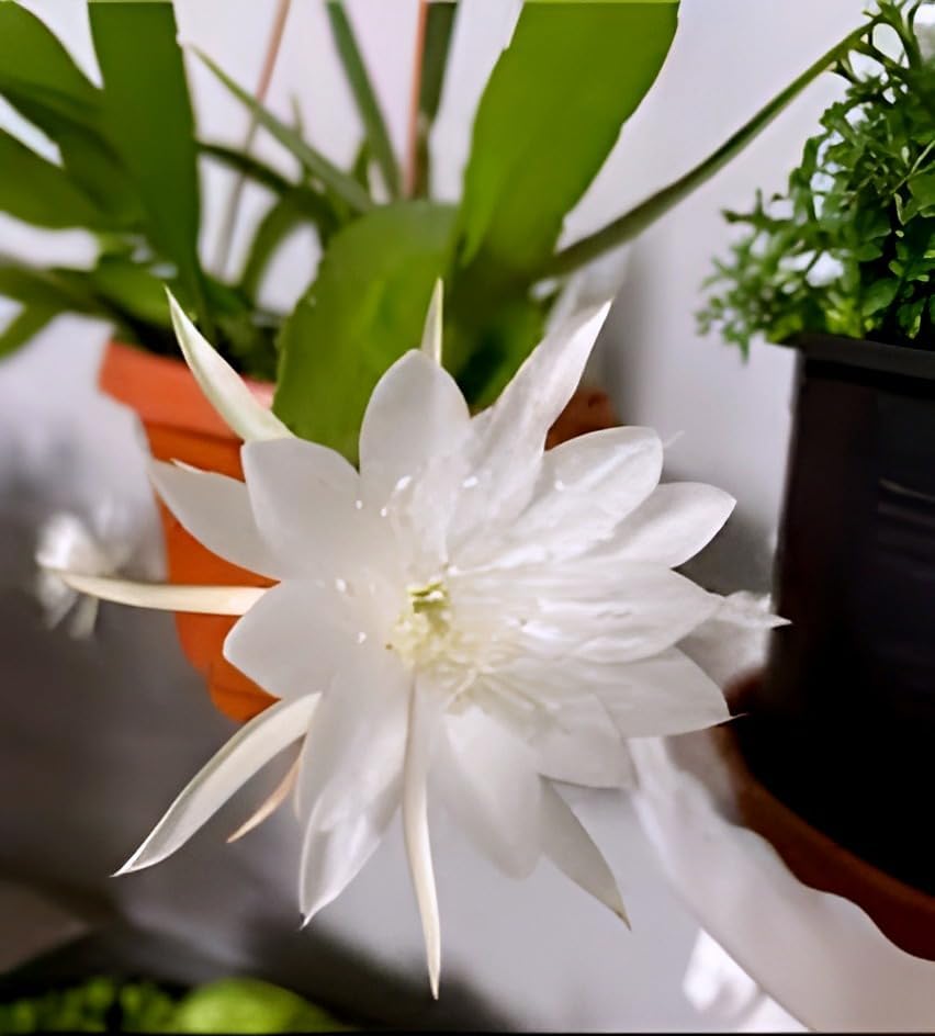 GreenCaart White Brahma Kamal/Night Queen Healthy plant with Pot Pack ...