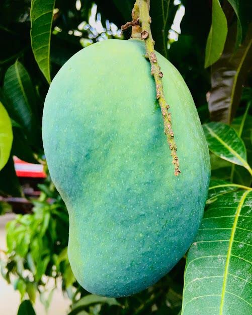 Eroanvia Live Fazli Mango Plant Healthy Hybrid Live Plant For Home ...