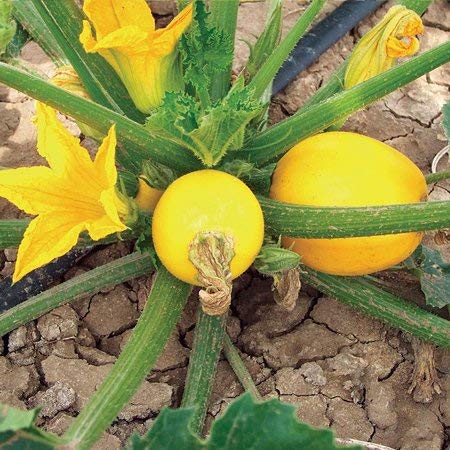 Creative Farmer Vegetable Seeds Squash/Zucchini Globe Round Yellow ...