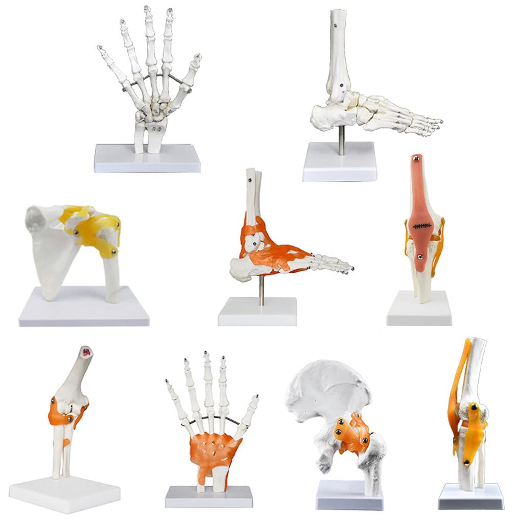 Uigjiog Joint Model Anatomical Skeleton Model Human Body 8 Main ...