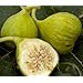 Amazon.com : Lattarula Italian Honey Fig Tree - 3 Live Starter Plants ...
